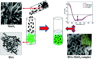 Construing the interactions between MnO2 nanoparticle and bovine serum ...