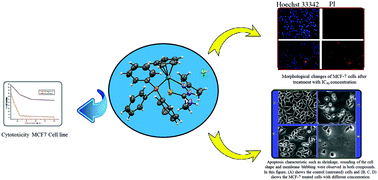 Morphological and in vitro evaluation of programmed cell death in MCF-7 ...