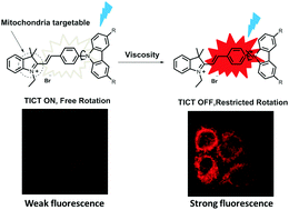 Development of a viscosity sensitive fluorescent probe for real-time ...