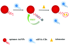 A turn-on fluorescence aptasensor based on carbon dots for sensitive ...
