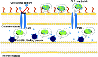 Studies on drug release kinetics and antibacterial activity against ...