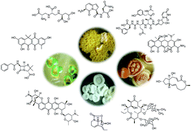 Opportunities for natural products in 21st century antibiotic discovery ...