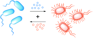 Mediators of mutualistic microbe–microbe interactions - Natural Product Reports (RSC Publishing)