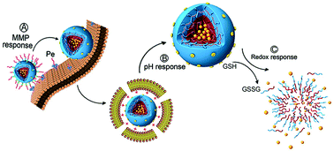 Bioinspired peptosomes with programmed stimuli-responses for sequential ...