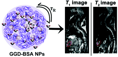 Albumin-based nanoparticles loaded with hydrophobic gadolinium chelates ...
