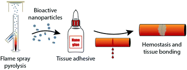 Developing a tissue glue by engineering the adhesive and hemostatic ...