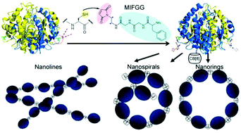 A highly controllable protein self-assembly system with morphological ...