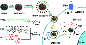 Mesoporous polydopamine nanoparticles with co-delivery function for overcoming multidrug ...