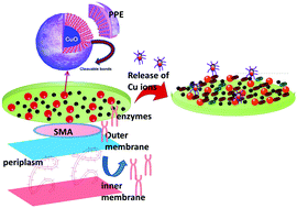 Selective cleavage of the polyphosphoester in crosslinked copper based ...