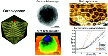 Direct characterization of the native structure and mechanics of ...