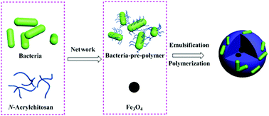 A novel strategy to immobilize bacteria on polymer particles for ...