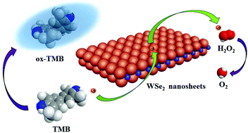 WSe2 few layers with enzyme mimic activity for high-sensitive and high ...