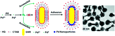 Controlled deposition of palladium nanodendrites on the tips of gold ...