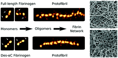 Morphometric characterization of fibrinogen's αC regions and their role ...