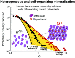 Heterogeneous and self-organizing mineralization of bone matrix ...