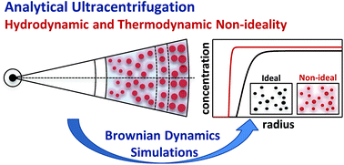 Brownian dynamics simulations of analytical ultracentrifugation experiments exhibiting ...