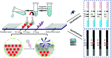 Fluorescence quenching-based signal amplification on ...