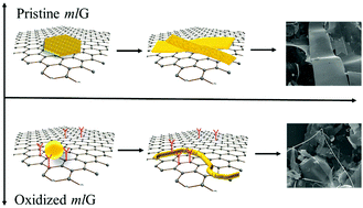 Graphene template-induced growth of single-crystalline gold nanobelts ...