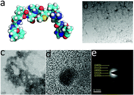 Stem cell tracking using effective self-assembled peptide-modified ...