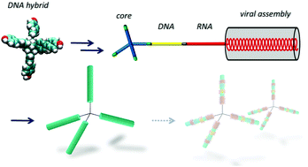 Building expanded structures from tetrahedral DNA branching elements ...