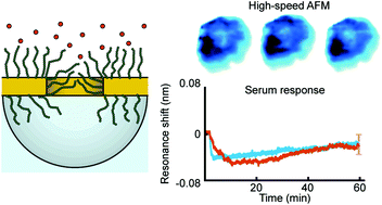 Polymer brushes in solid-state nanopores form an impenetrable entropic ...