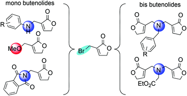 Selective synthesis of mono- and bis-butenolide α-aminomethyl adducts ...