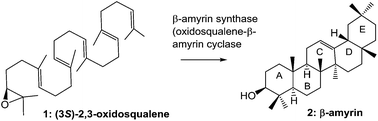 β-Amyrin biosynthesis: catalytic mechanism and substrate recognition ...