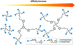Polyvalent C-glycomimetics based on l-fucose or d-mannose as potent DC ...