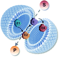Spatial organization of multi-enzyme biocatalytic cascades - Organic ...