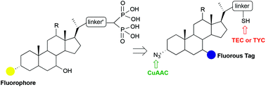 Fluorous-tag assisted synthesis of bile acid–bisphosphonate conjugates ...
