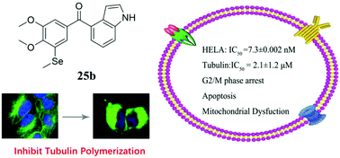 Synthesis and evaluation of selenium-containing indole chalcone and ...