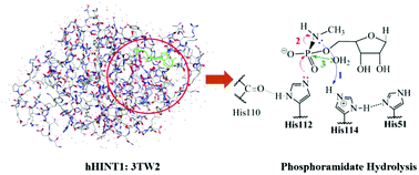 Phosphoramidate hydrolysis catalyzed by human histidine triad nucleotide binding protein 1 ...