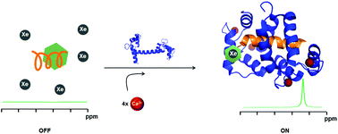 A cryptophane-based “turn-on” 129Xe NMR biosensor for monitoring ...