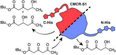 Addition of a polyhistidine tag alters the regioselectivity of carbonyl ...