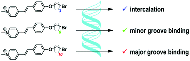 Governing the DNA-binding mode of styryl dyes by the length of their ...