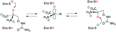 PLP-independent racemization: mechanistic and mutational studies of O ...