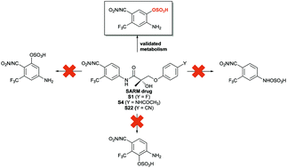 Structural elucidation of major selective androgen receptor modulator ...