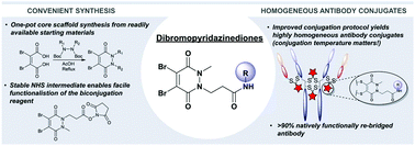 Highly homogeneous antibody modification through optimisation of the ...