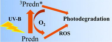 Photodegradation of prednisolone under UVB solar irradiation. Role of ...