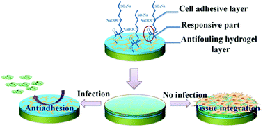 A self-defensive bilayer hydrogel coating with bacteria triggered ...