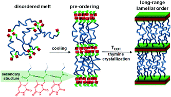 Lamellar mesoscopic organization of supramolecular polymers: a ...
