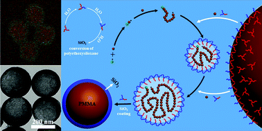 One-pot formation of monodisperse polymer@SiO2 core–shell nanoparticles ...