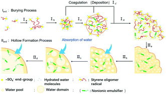 Hollow particles are produced by the burying of sulfate end-groups ...