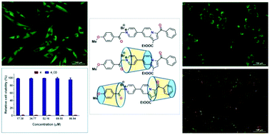 Novel cyclodextrin-based pH-sensitive supramolecular host–guest ...