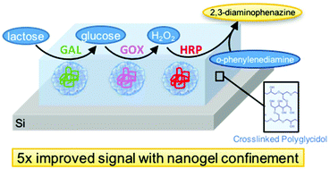 Electron beam lithography of poly(glycidol) nanogels for immobilization ...