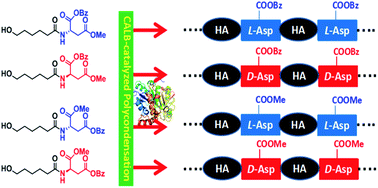 Lipase-catalyzed synthesis of chiral poly(ester amide)s with an ...
