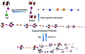 A H2S and I− dual-responsive supramolecular polymer constructed via pillar[5]arene-based host ...