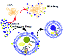 Cisplatin combination drugs induce autophagy in HeLa cells and interact ... Cisplatin combination drugs induce autophagy in HeLa cells and interact ...