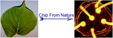 Biocompatibility assay of cellular behavior inside a leaf-inspired ...
