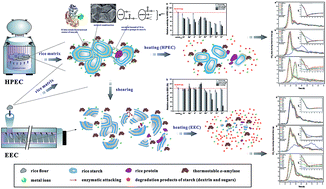 Dynamics of rapid starch gelatinization and total phenolic ...